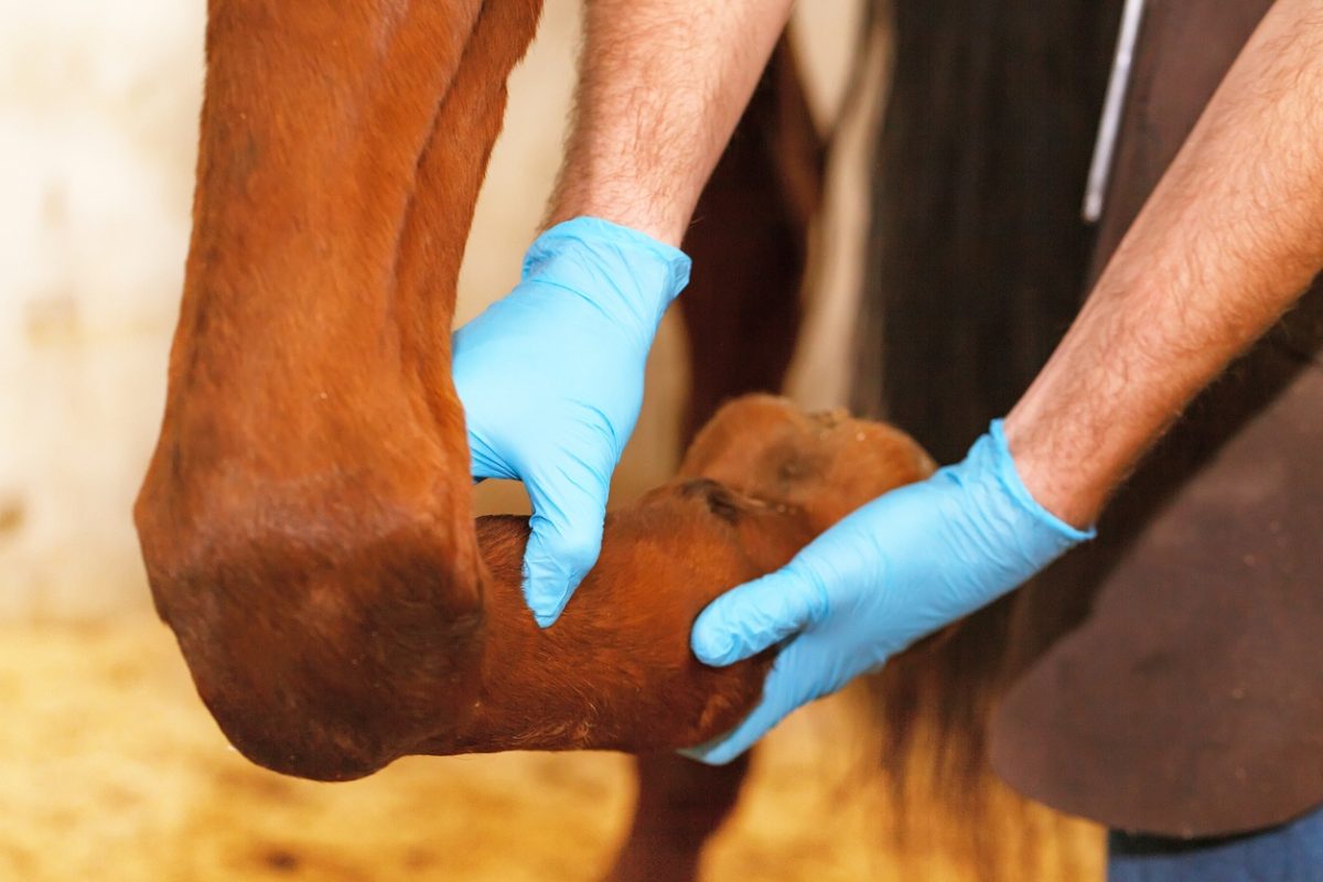 La fourbure chez le cheval : quelles sont les causes ? - AnimauxFun.com