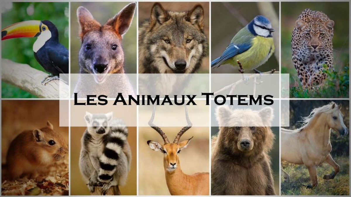 Qu’est Ce Qu’un Animal Totem ? | Animal Totem Definition – UNEB